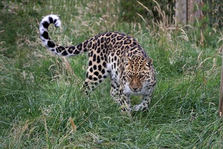 22 Eastern native cat Stock Pictures, Editorial Images and Stock Photos ...