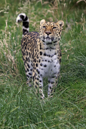 22 Eastern native cat Stock Pictures, Editorial Images and Stock Photos ...