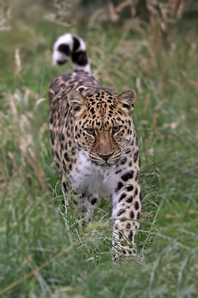 22 Eastern native cat Stock Pictures, Editorial Images and Stock Photos ...