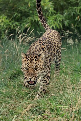 22 Eastern native cat Stock Pictures, Editorial Images and Stock Photos ...