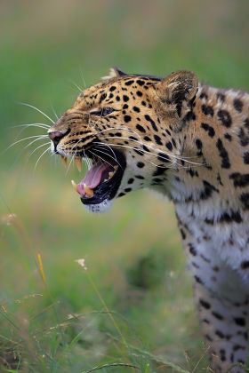 33 Korean leopard Stock Pictures, Editorial Images and Stock Photos ...