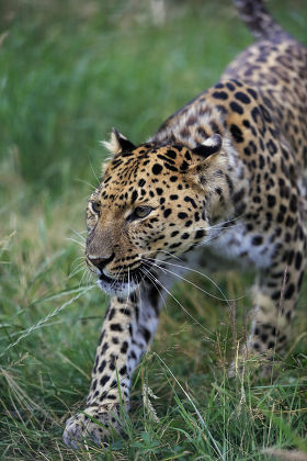 22 Eastern native cat Stock Pictures, Editorial Images and Stock Photos ...