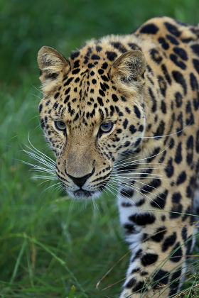 22 Eastern native cat Stock Pictures, Editorial Images and Stock Photos ...
