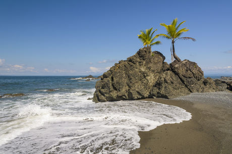 Coconut Palms Cocos Nucifera On Rocks Editorial Stock Photo - Stock ...