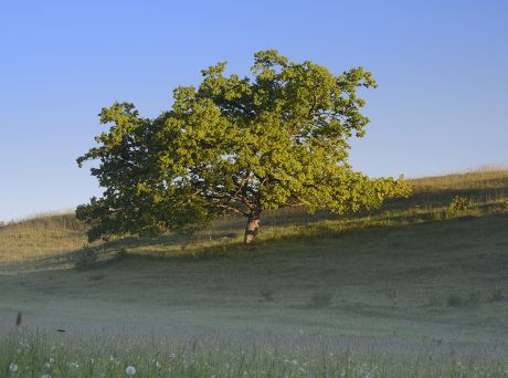 Oak Tree On Rough Pasture Morning Editorial Stock Photo - Stock Image ...