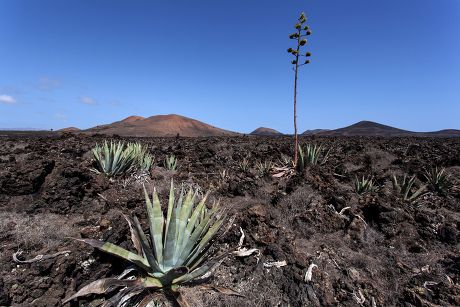31 Agave field Stock Pictures, Editorial Images and Stock Photos ...