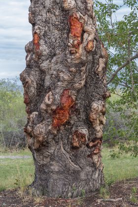 Trunk Marula Tree Elephant Tree Sclerocarya Editorial Stock Photo ...