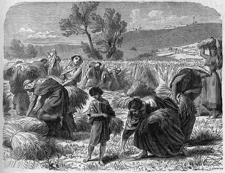 Religion Holy Bible Gleaner Harvester Editorial Stock Photo - Stock ...