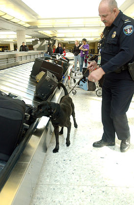 Us Customs Border Protection Drug Dog Editorial Stock Photo - Stock ...