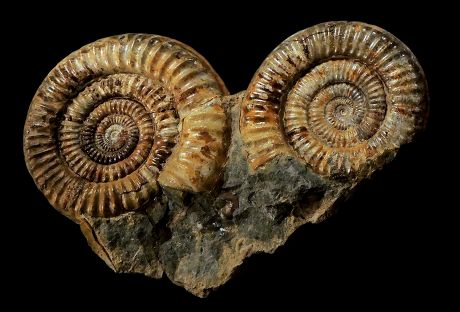 Specimen Fossil Ammonite Metophioceras Sp Collected Editorial Stock ...
