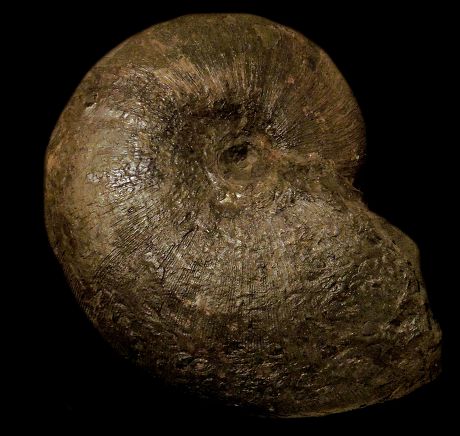 Phylloceras Extinct Genus Ammonoid Cephalopods Heterophyllum Editorial ...