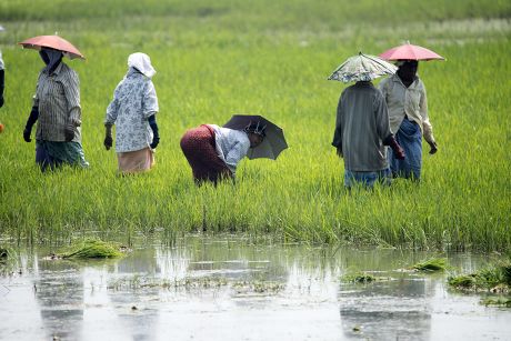 24 Rice picking Stock Pictures, Editorial Images and Stock Photos ...