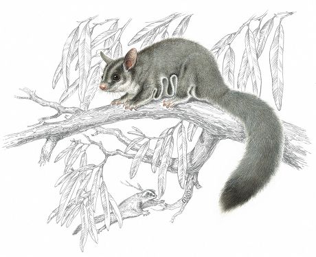 4 Petauridae Stock Pictures, Editorial Images and Stock Photos ...