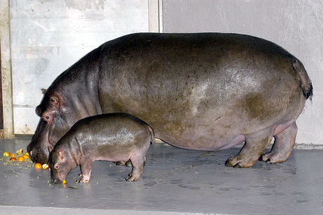 New Baby Hippo Born Whipsnade Wild Editorial Stock Photo - Stock Image ...