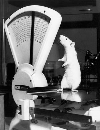 1 Weighing a rat Stock Pictures, Editorial Images and Stock Photos ...