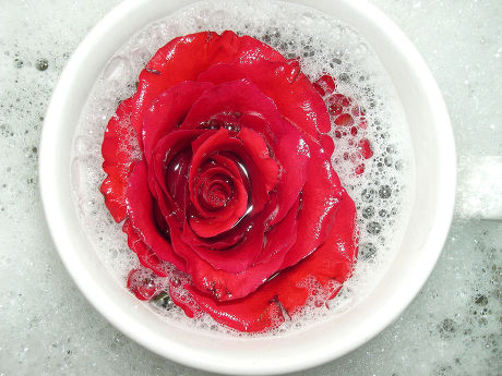 Plastic Rose Flower Being Washed Editorial Stock Photo - Stock Image ...