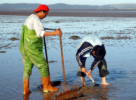 CHINESE COCKLE PICKERS, MORECAMBE BAY, LANCASHIRE, BRITAIN - 2004 Stock ...