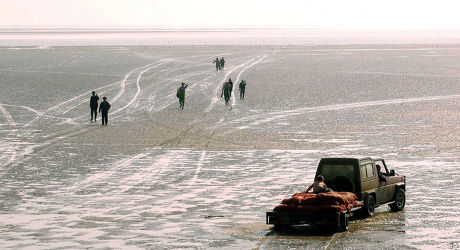 CHINESE COCKLE PICKERS, MORECAMBE BAY, LANCASHIRE, BRITAIN - 2004 Stock ...