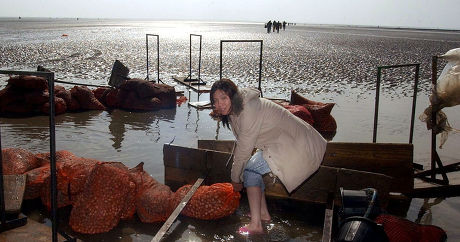 CHINESE COCKLE PICKERS, MORECAMBE BAY, LANCASHIRE, BRITAIN - 2004 Stock ...