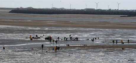 CHINESE COCKLE PICKERS, MORECAMBE BAY, LANCASHIRE, BRITAIN - 2004 Stock ...