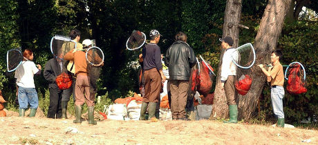 CHINESE COCKLE PICKERS, MORECAMBE BAY, LANCASHIRE, BRITAIN - 2004 Stock ...
