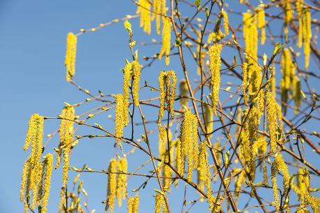 250 Flowering catkin Stock Pictures, Editorial Images and Stock Photos ...