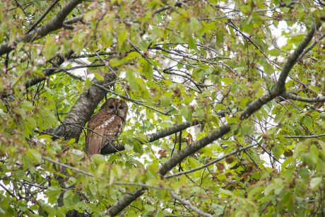 Tawny Owl Roosting Wild Cherry Tree Editorial Stock Photo - Stock Image ...