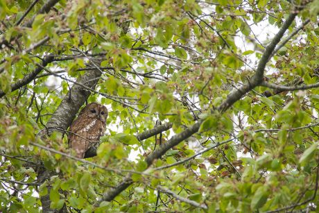 Tawny Owl Roosting Wild Cherry Tree Editorial Stock Photo - Stock Image ...