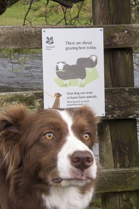 Sign About Sheep Worrying Little Langdale Editorial Stock Photo - Stock ...