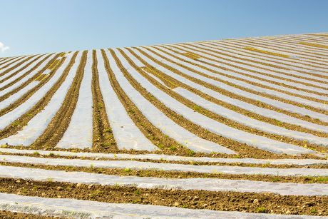 Crop Covered Rows Plastic Sheeting Field Editorial Stock Photo - Stock ...