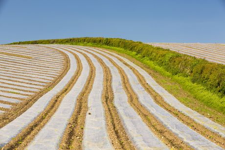 Crop Covered Rows Plastic Sheeting Field Editorial Stock Photo - Stock ...