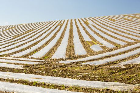 Crop Covered Rows Plastic Sheeting Field Editorial Stock Photo - Stock ...
