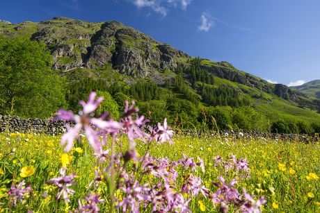 Traditional Hay Meadows Head Langdale Valley Editorial Stock Photo ...
