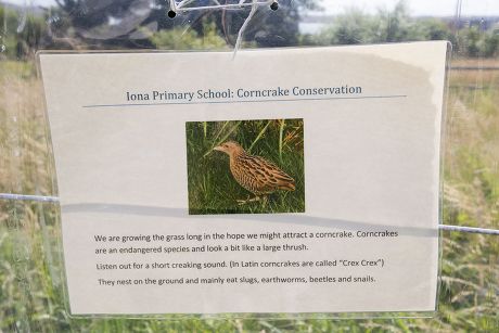Project Try Help Rare Corncrake Breed Editorial Stock Photo - Stock ...