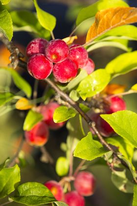 250 Crab apple Stock Pictures, Editorial Images and Stock Photos ...