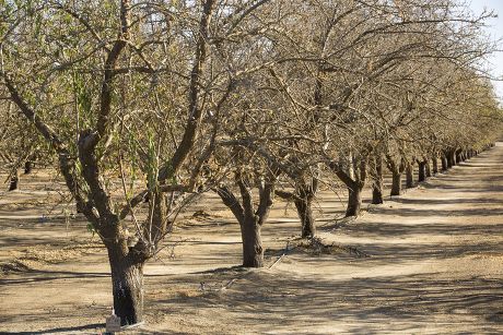 Dead Dying Almond Trees Almond Groves Editorial Stock Photo - Stock ...
