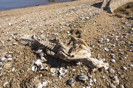 Dead Fish Clam Shells On Exposed Editorial Stock Photo - Stock Image ...