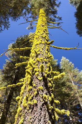 Letharia Wolf Lichen Grwoing On Tree Editorial Stock Photo - Stock ...