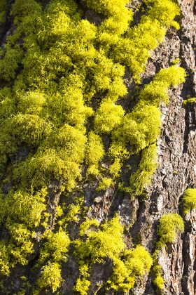 Letharia Wolf Lichen Grwoing On Tree Editorial Stock Photo - Stock ...