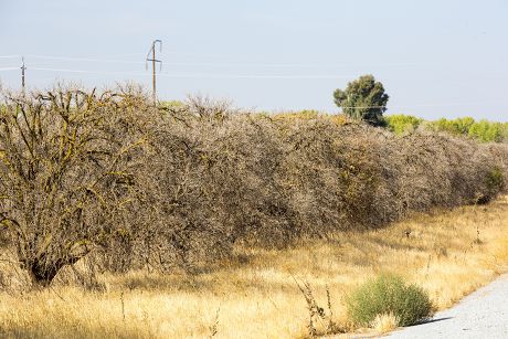 Abandoned Dead Dying Orange Trees That Editorial Stock Photo - Stock ...