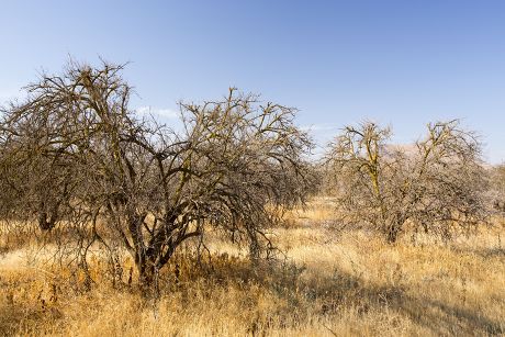 Abandoned Dead Dying Orange Trees That Editorial Stock Photo - Stock ...