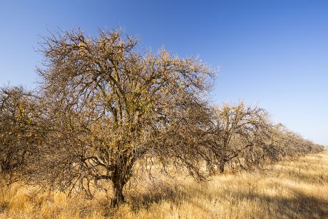 Abandoned Dead Dying Orange Trees That Editorial Stock Photo - Stock ...