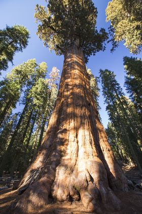 20 General sherman tree Stock Pictures, Editorial Images and Stock ...
