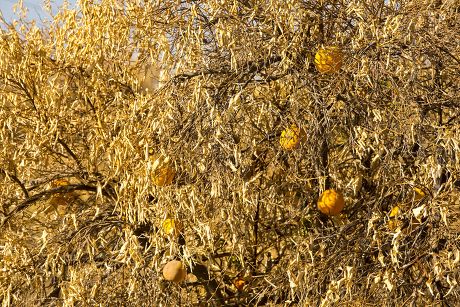 Dying Orange Trees That No Longer Editorial Stock Photo - Stock Image ...