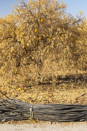 Dying Orange Trees That No Longer Editorial Stock Photo - Stock Image ...