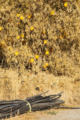 Dying Orange Trees That No Longer Editorial Stock Photo - Stock Image ...