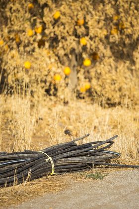 Dying Orange Trees That No Longer Editorial Stock Photo - Stock Image ...