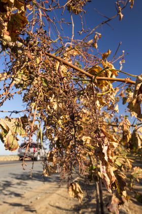 Dying Grape Vines Bakersfield California Usa Editorial Stock Photo ...
