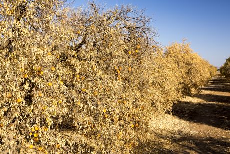 Dying Orange Trees That No Longer Editorial Stock Photo - Stock Image ...