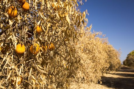 Dying Orange Trees That No Longer Editorial Stock Photo - Stock Image ...